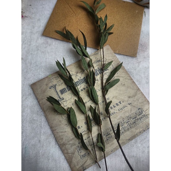 Jual ECER dried flower eucalyptus parvii daun kering parvi import ...