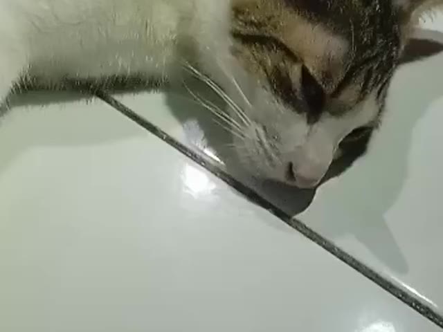 Jual Calcicat Vitamin Obat Kucing Lumpuh Penguat Tulang Cedera Tulang ...