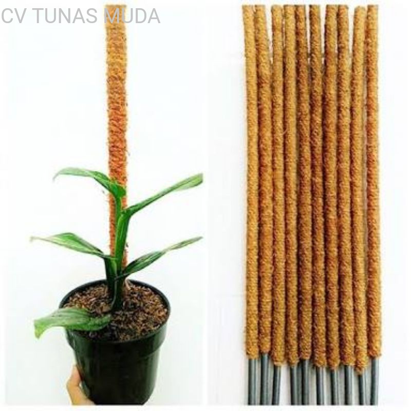 Jual turus rambat tanaman (50 cm) | Shopee Indonesia