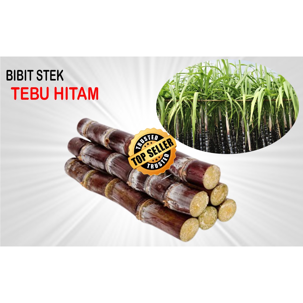 Jual jual bibit stek tebu hitam atau ireng 500 gram / tebu wulung asli ...