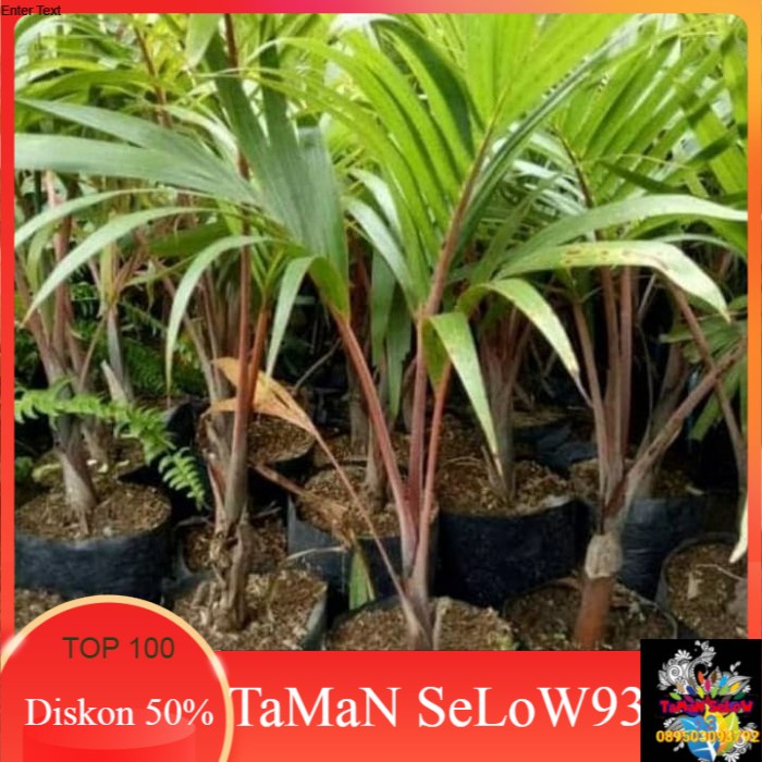 Jual Bibit Pohon Palem Botol | Tanaman palm Botol | Shopee Indonesia Jual Bibit Pohon Palem Botol | Tanaman palm Botol | Shopee Indonesia