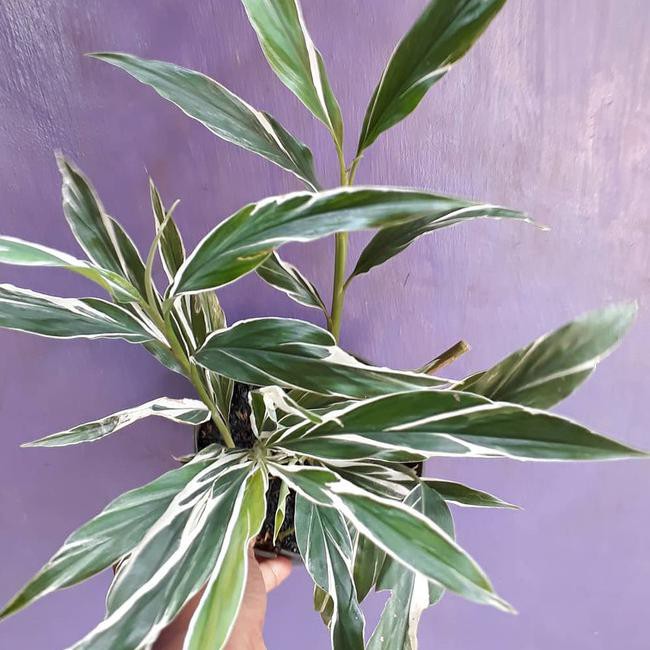 Jual Dijamin Bagus Tanaman Kecombrang | Honje variegata | Pohon Honje ...