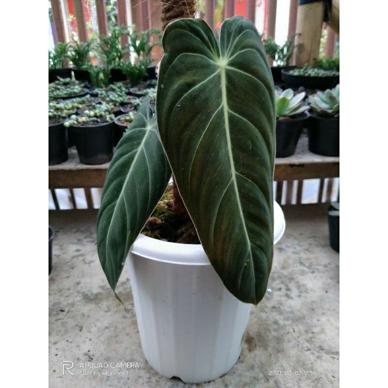 Jual Tanaman Hias Philodenron Melanochrysum / Philo Melano | Shopee ...