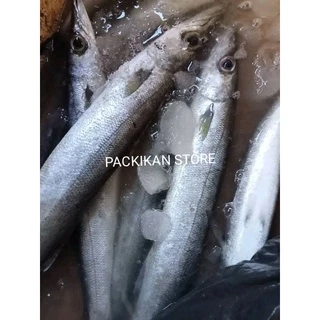 Jual Ikan Barakuda Terlengkap & Harga Terbaru Juni 2024 | Shopee Indonesia