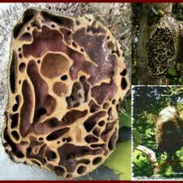 Jual SARANG SEMUT PAPUA ASLI ORIGINAL 250 GR | Shopee Indonesia