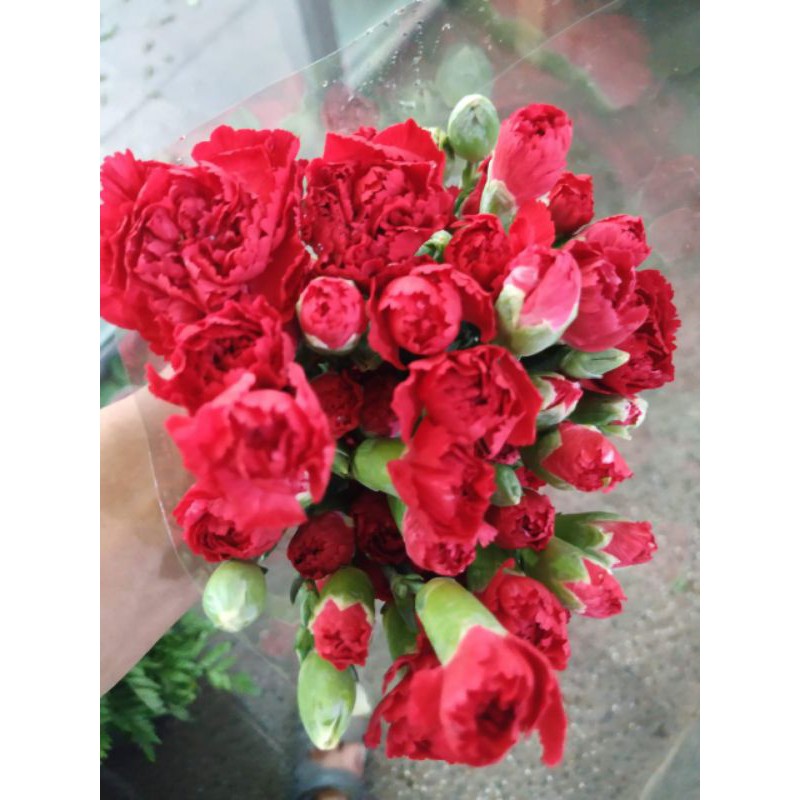 Jual Bunga Asli Carnation / Anyelir Lokal Murah untuk Buket Florist ...