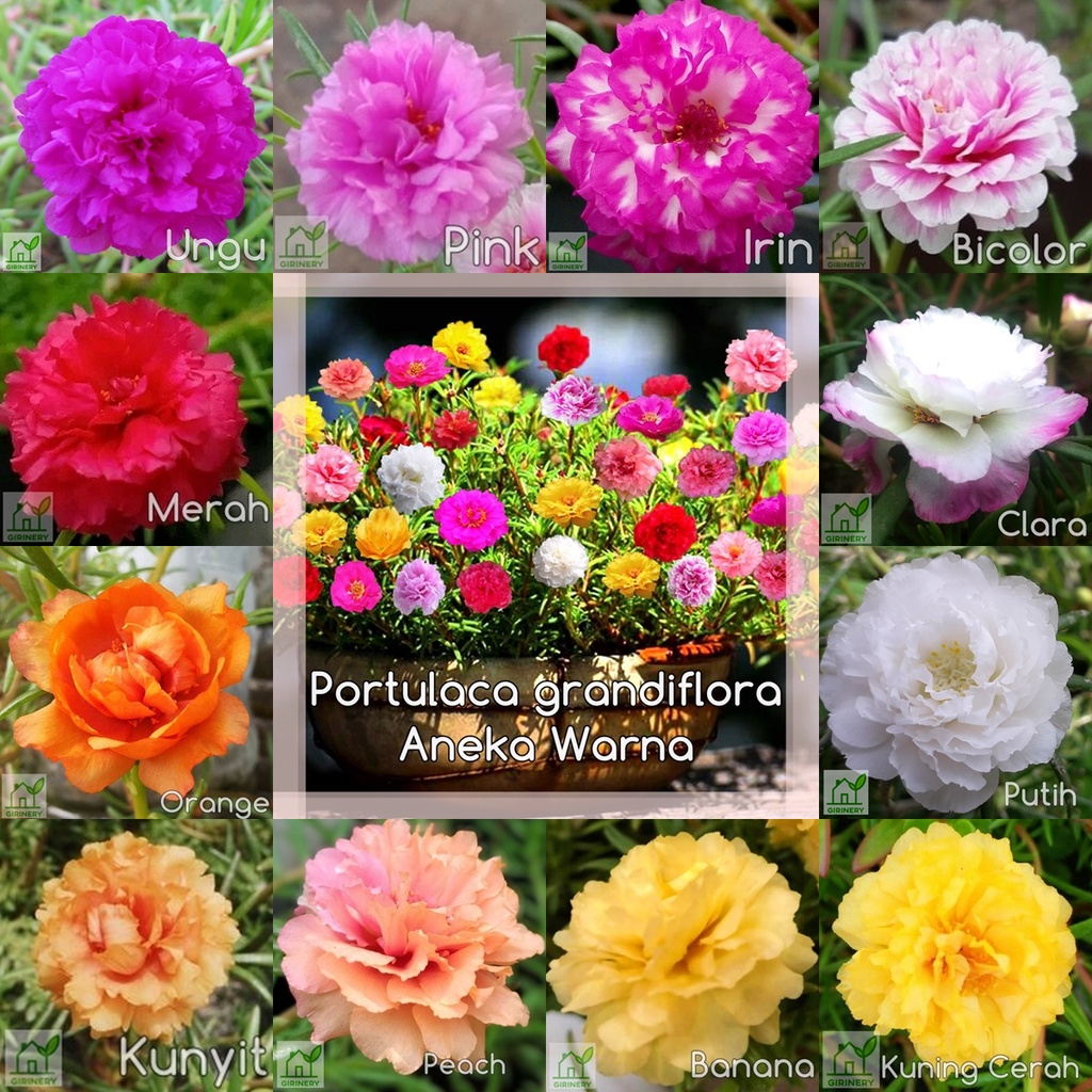 Jual Tanaman Hias Bunga Portulaca Tumpuk - Moss Rose - Sutra Bombay ...