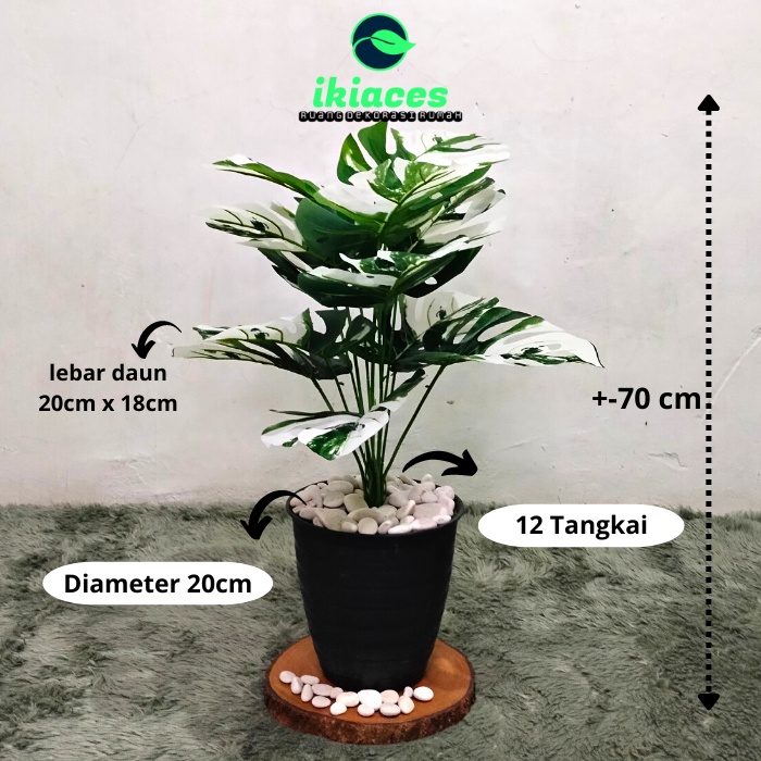 Jual DAUN MONSTERA JUMBO PLASTIK POT DAUN MONSTERA CORAK PUTIH DAUN ...