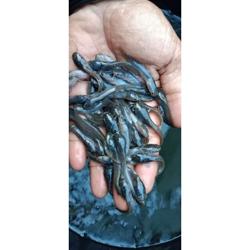 Jual BeniH/BiBiT ikan lele ukuran4-5cm Bibit sehat dan Berkualitas ...