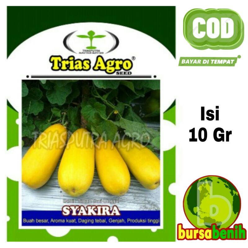 Jual Isi 10 Gram Benih Bibit Timun Suri Unggul SYAKIRA - Isi 600 Biji Bibit Benih Bonteng Suri ...