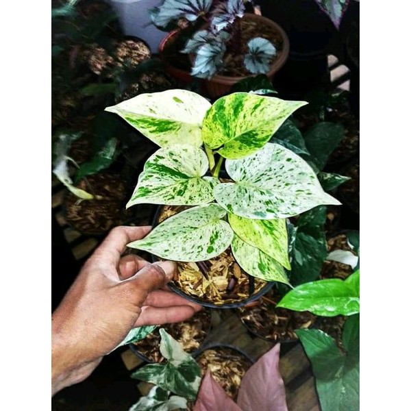 Jual Tanaman hias sirih gading varigata - sri gading varigata ...
