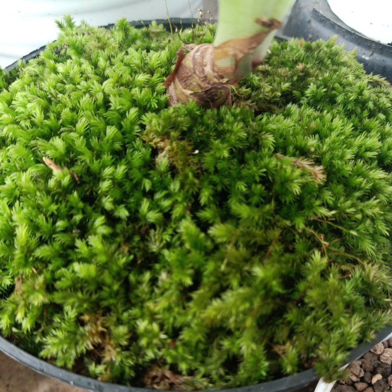 Jual Moss Hutan / Lumut hijau Hidup Fresh 1kg | Shopee Indonesia