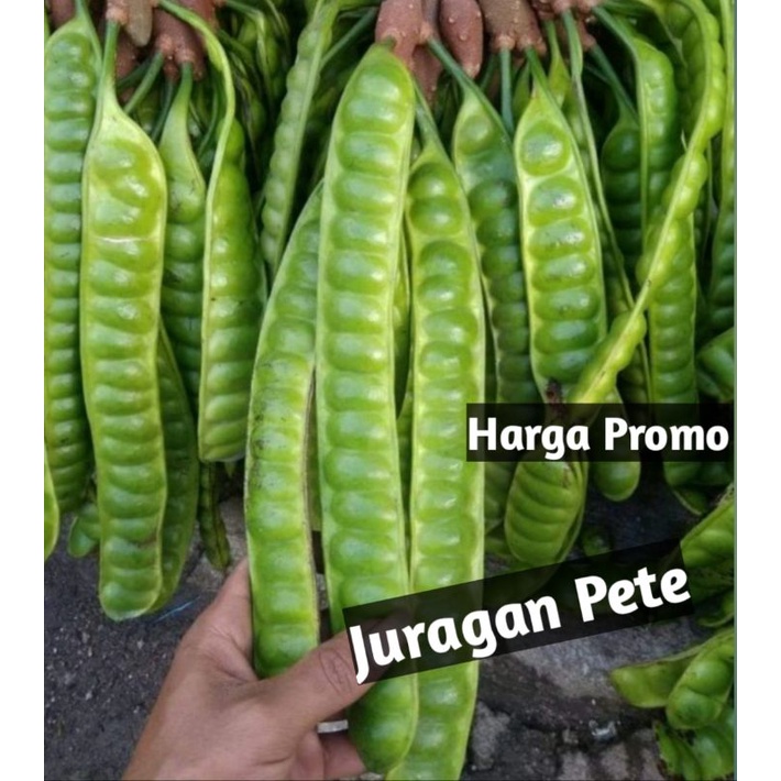 Jual PETE SEGAR SUPERAN 1KG ISI 12-15 PAPAN/PETE SEGAR PILIHAN/PETE TUA ...