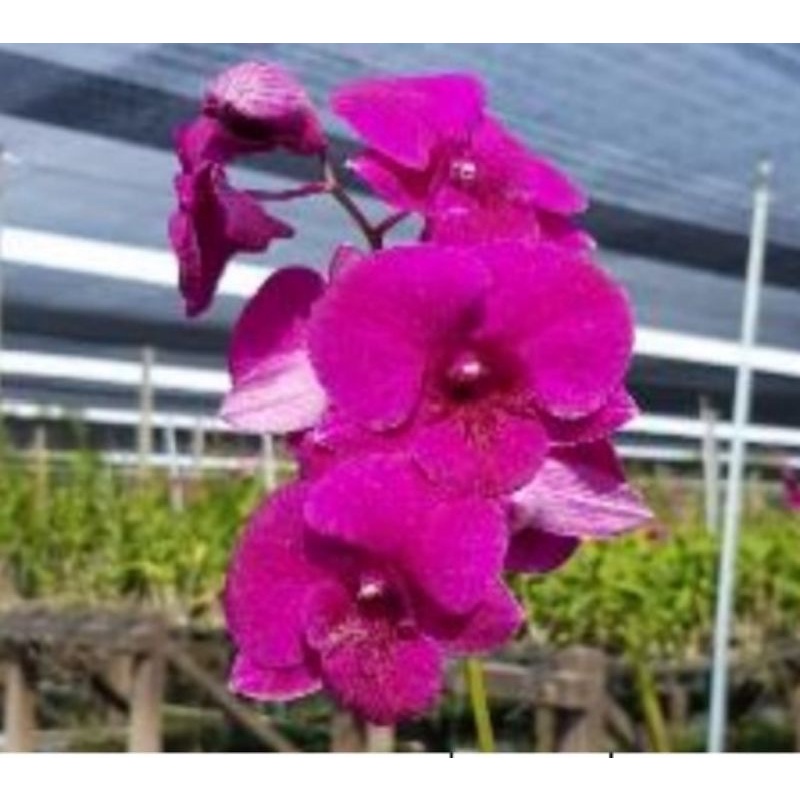 Jual anggrek dendrobium pure giant | Shopee Indonesia