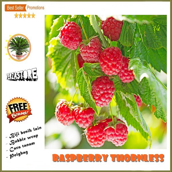 Jual Biji Buah Raspberry Thornless Red Raspberry Fruits Seeds /10 biji ...