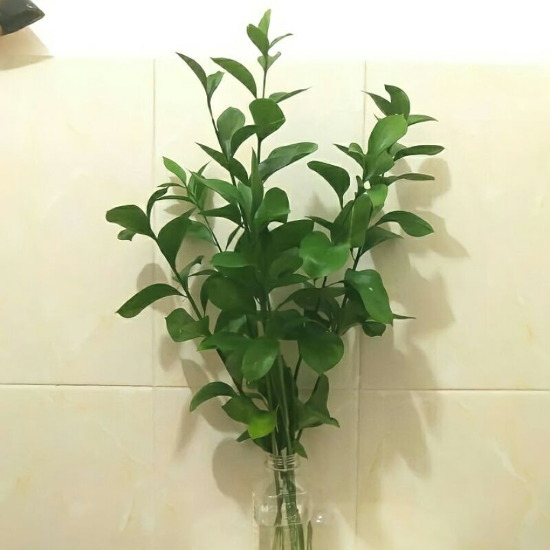 Jual Daun Ruskus Untuk Penghias Filler Bouquet 10 Tangkai Asli Segar ...