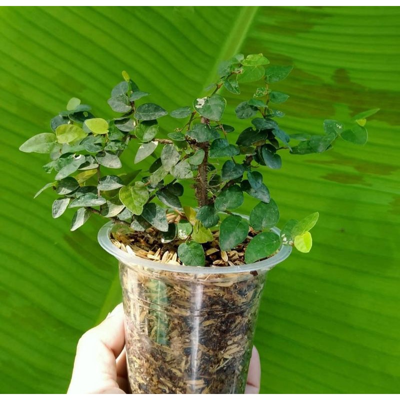 Jual Dolar rambat kecil / ficus pumila | Shopee Indonesia