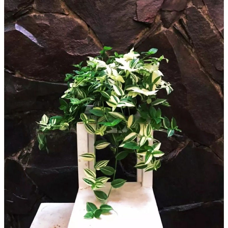 Jual {PRODUK TERBARU} BUNGA HIDUP TRADESCANTIA GEWOR PUTIH VARIEGATA ...