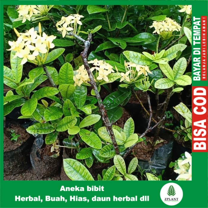 Jual Bibit tanaman hias asoka bunga soka kuning | Shopee Indonesia