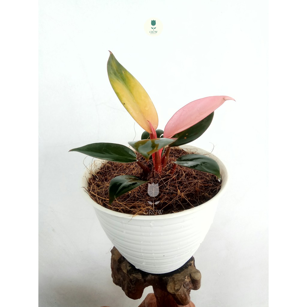 Jual Philo pink congo | Shopee Indonesia