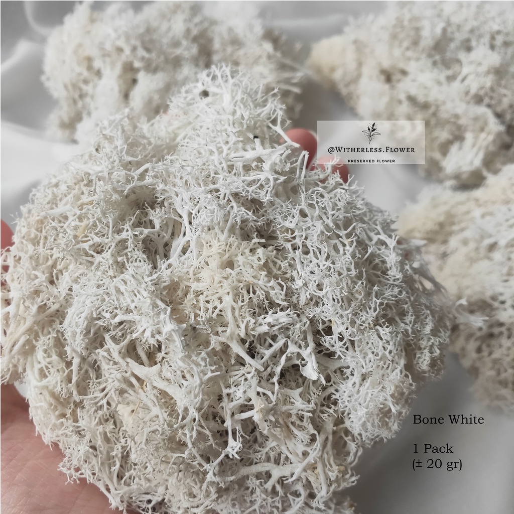 Jual 20 gr Preserved Moss / Nordic Moss / Dried Flower Awetan / Bunga ...