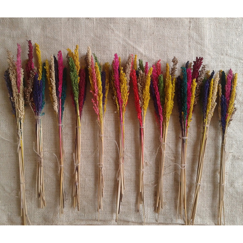 Jual 7 TANGKAI BUNGA KERING CANTEL UKURAN MINI MIX WARNA | Shopee Indonesia