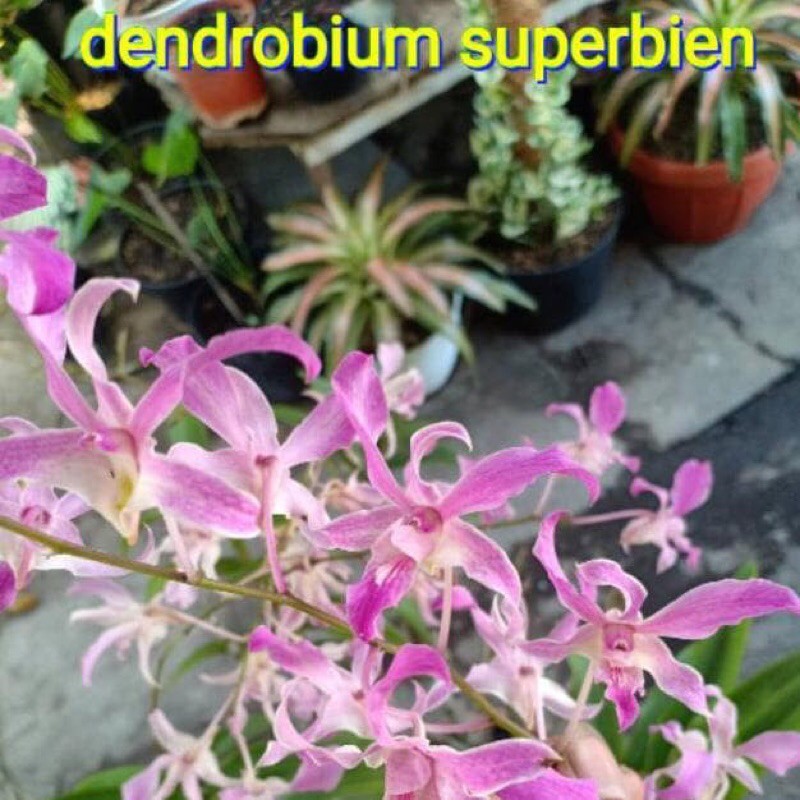 Jual Dendrobium superbiens jumbo rimbun | Shopee Indonesia