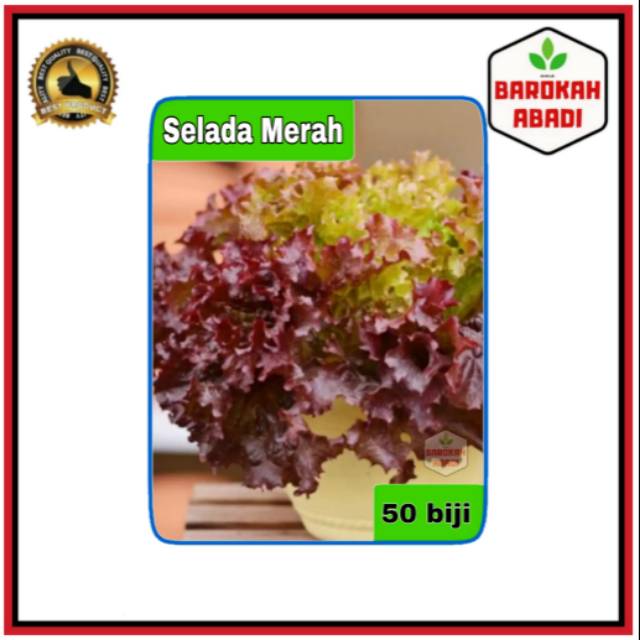 Jual 100 Benih Selada Merah Sayuran Olga Red Bibit Tanaman Sayuran ...