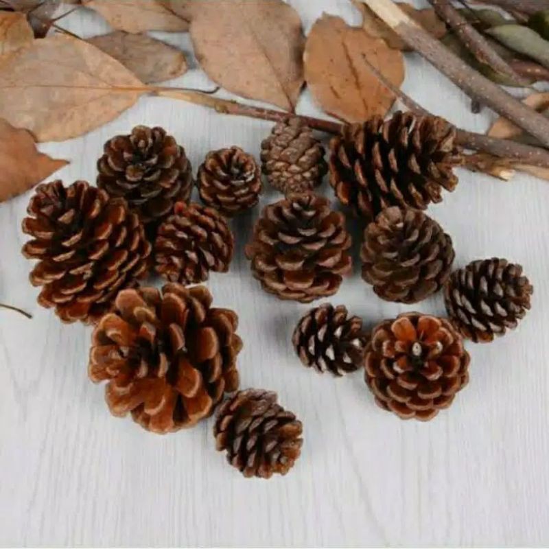 Jual TERMURAH Bunga BIJI Pinus KERING RUSTIC Ukuran Kecil dan Sedang ...