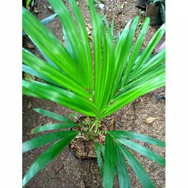 Jual Baru Bibit Tanaman Palm Palem Kuning Palem Areka Ukuran 50Cm ...