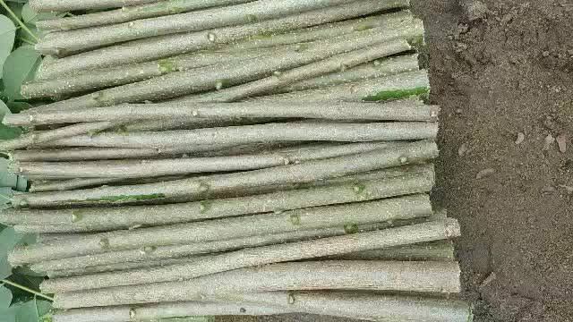 Jual BIBIT GAMAL / TREBESE UNTUK PAKAN TERNAK 1 KG ISI 12-15 PCS ...