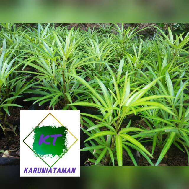 Jual Pohon aralia atau ararea tanaman hias perdu, border taman | Shopee ...
