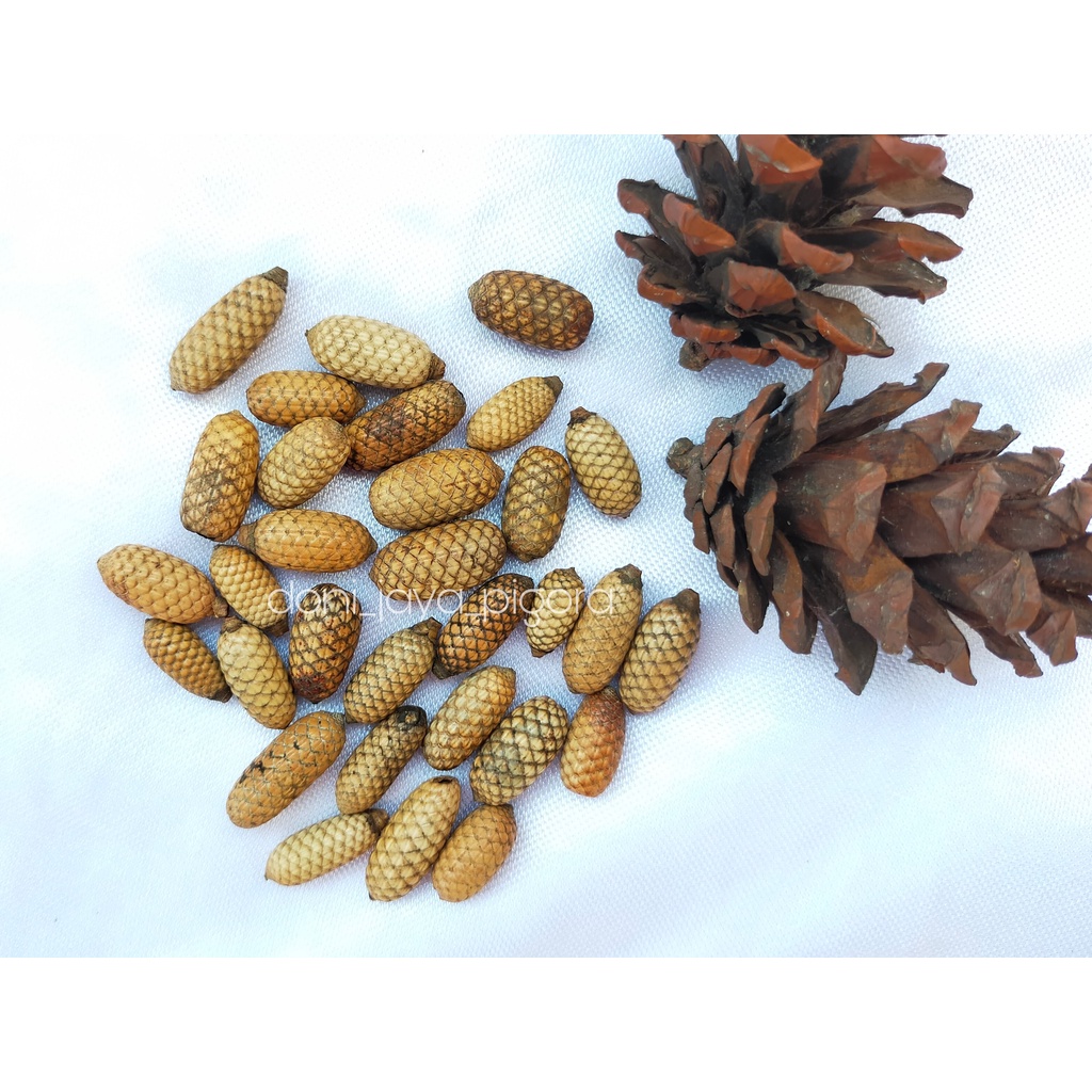 Jual Biji Rotan 1 pack (10 biji) / dried flower / bunga kering | Shopee ...