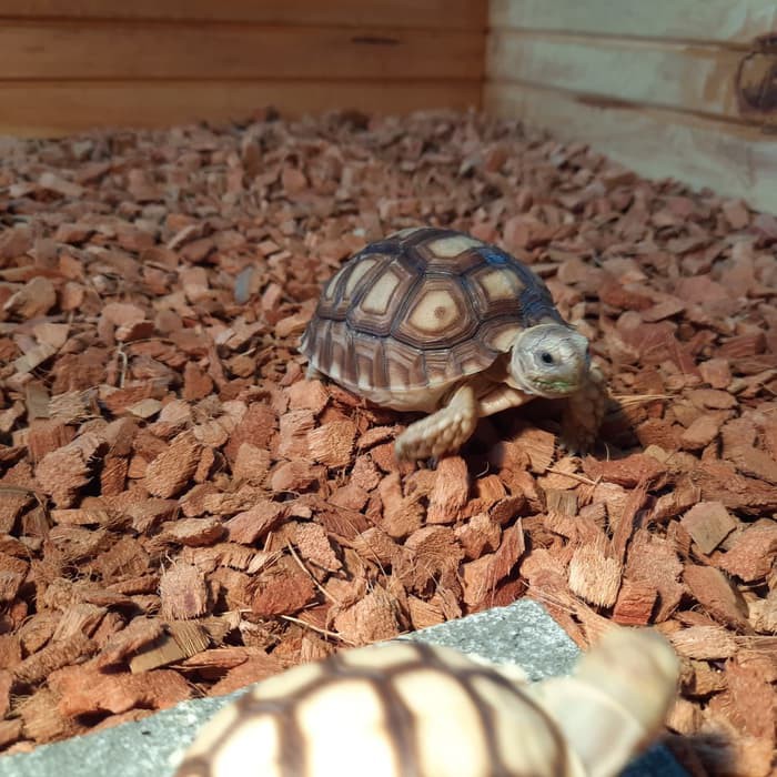 Jual Coco Husk L 6Liter | Shopee Indonesia