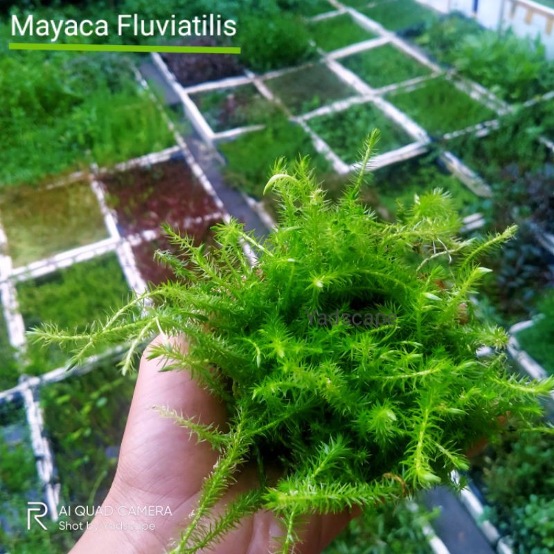 Jual Mayaca Fluviatilis, aquascape, per 10-15 batang | Shopee Indonesia