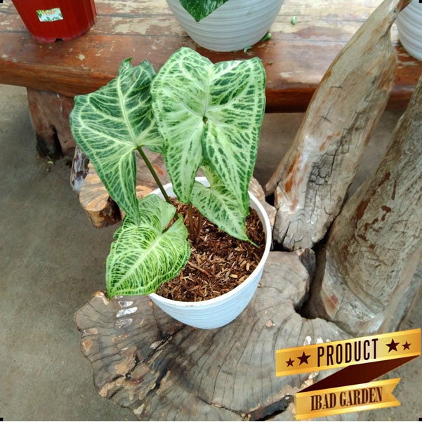 Jual Tanaman hias Syngonium batik | Jenis tanaman yang bisa di indoor ...