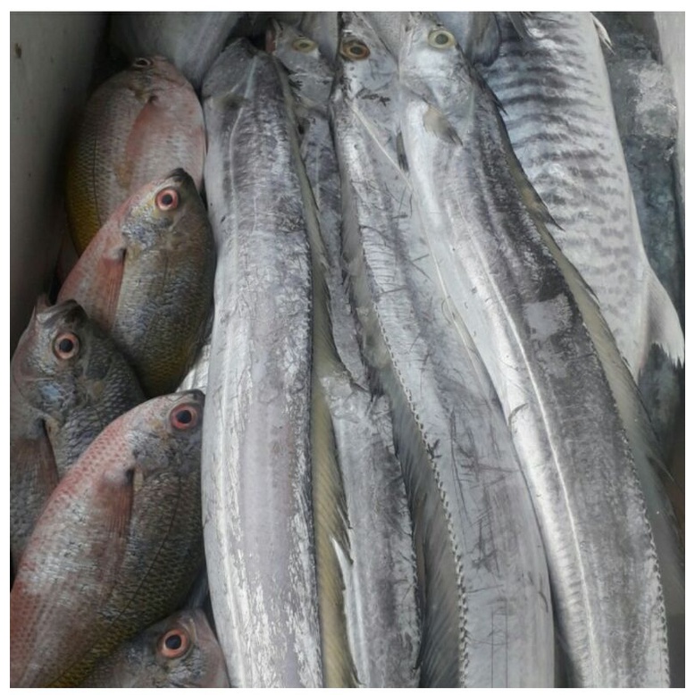 Jual ikan layur segar 1kg | Shopee Indonesia Jual ikan layur segar 1kg | Shopee Indonesia