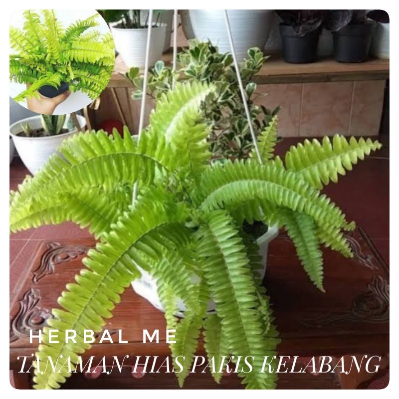 Jual Pakis Kelabang / Nephrolepis / Tanaman Paku / Pakis Boston ...