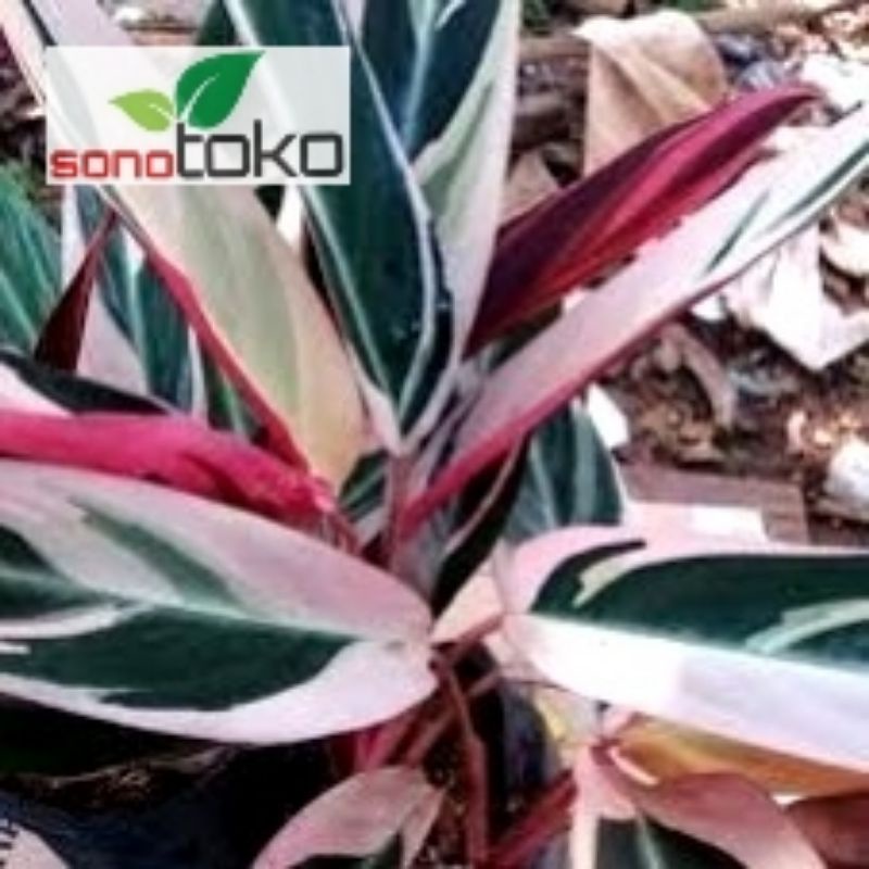 Jual Calathea Marantha Bali tricolor | Shopee Indonesia