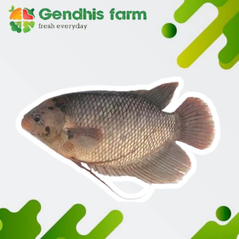 Jual Ikan Gurame [500 g] | Shopee Indonesia