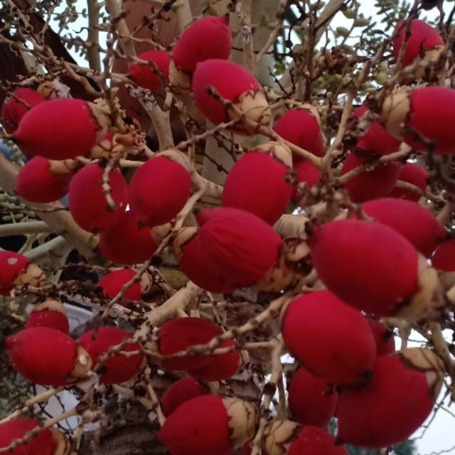 Jual Buah pinang Merah-Lanka | Shopee Indonesia