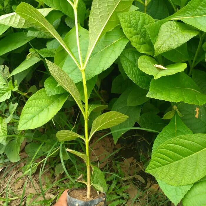 Jual paket 10 bibit tanaman jati super | Shopee Indonesia