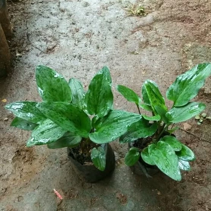 Jual tanaman hias keladi katak bakung katak | Shopee Indonesia
