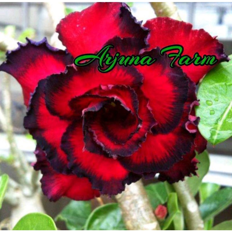 Jual adenium bunga tumpuk/tanaman hias hidup kemboja adenium/bunga ...