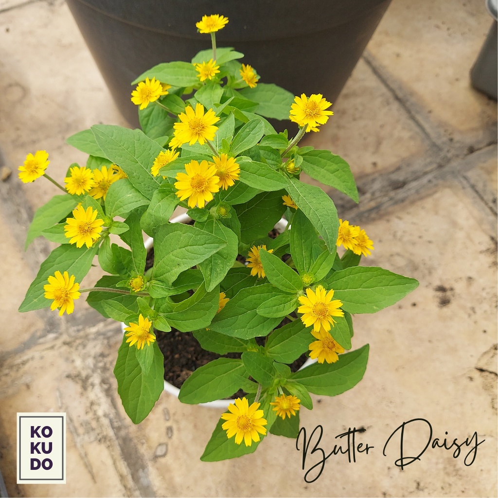 Jual Mini Sunflower / Butter Daisy Bouquet / Buket Bunga Asli Wisuda ...