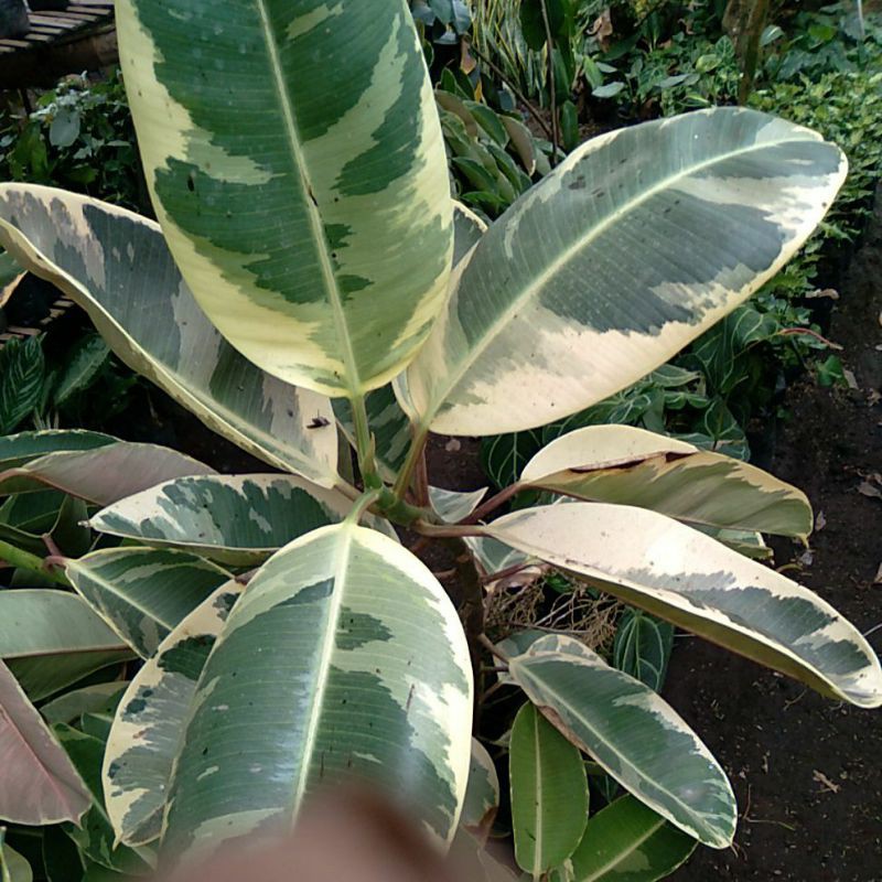 Jual karet kebo varigata | Shopee Indonesia