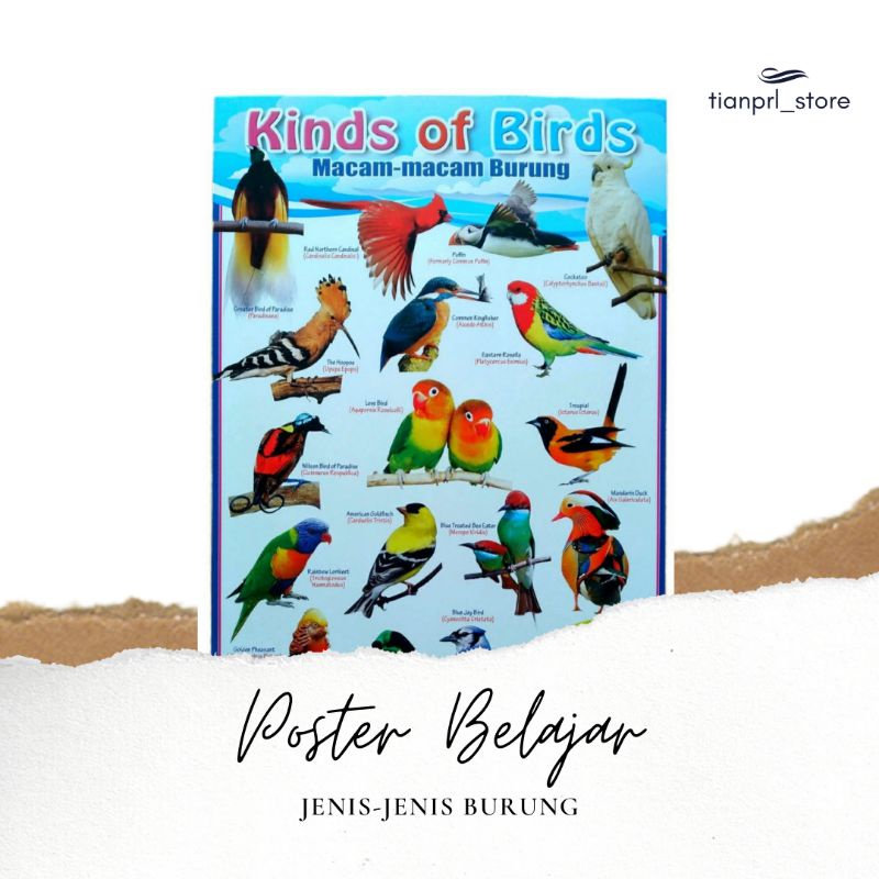 Jual POSTER BELAJAR MACAM-MACAM BURUNG | Shopee Indonesia