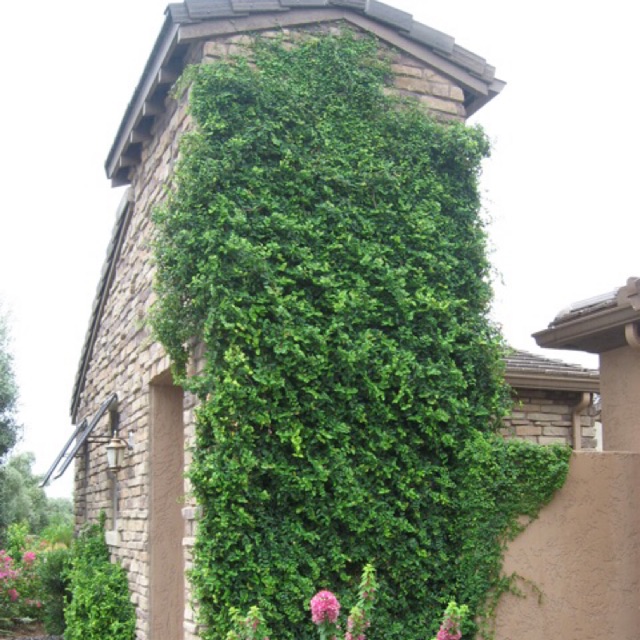 Jual dolar rambat kecil (satu ikat isi 7 tanaman) | Shopee Indonesia