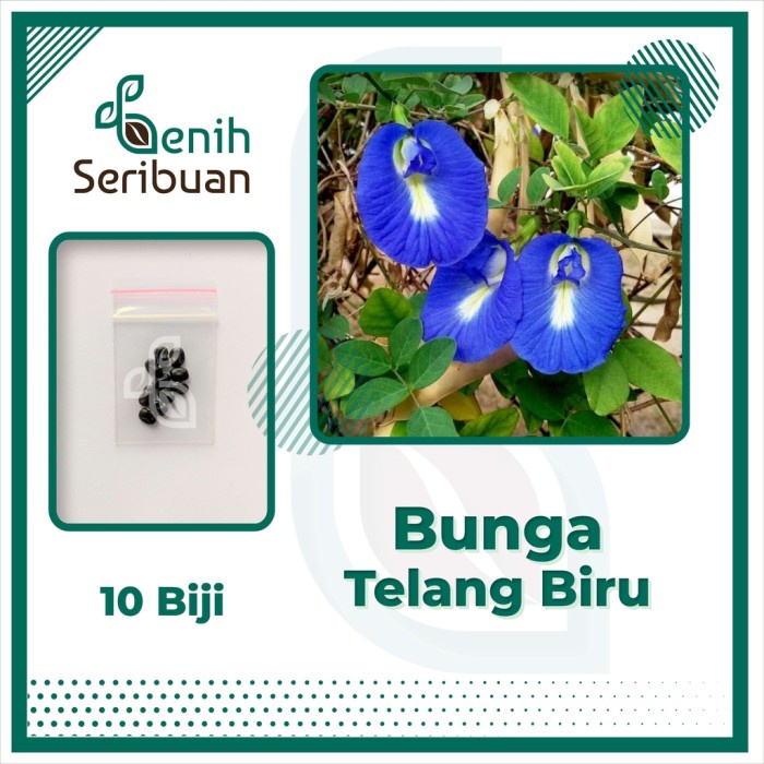 Jual 10 Bibit Bunga Telang Biru Non Tumpuk Benih Tanaman Clitoria ...