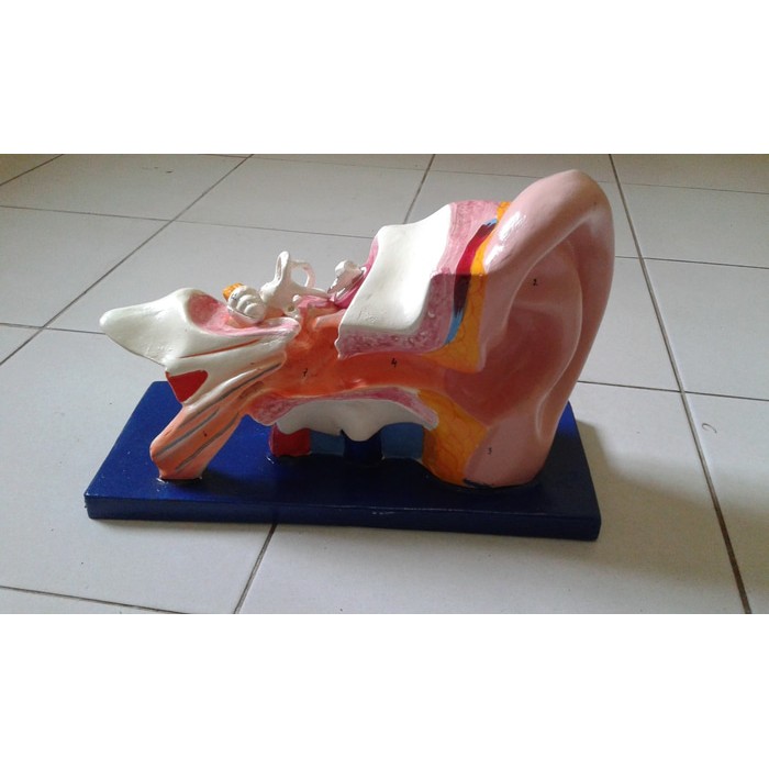 Jual MODEL PERAGA TORSO TELINGA MANUSIA | Shopee Indonesia